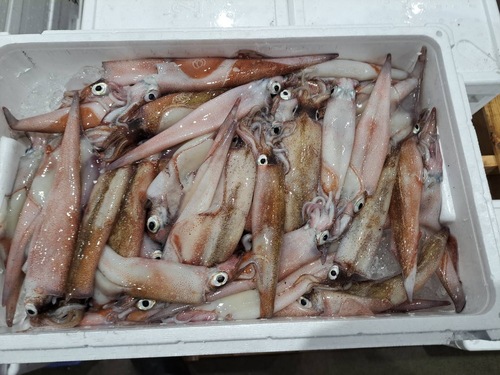 ヤリイカバラ20-25入約3kg(定置) | UUUO(ウーオ)