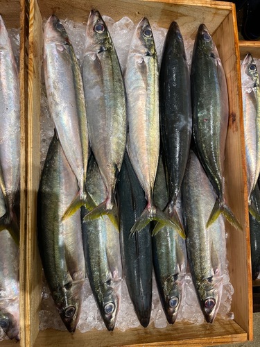 ムロアジ500g〜700g約7kg(巻網) | UUUO(ウーオ)