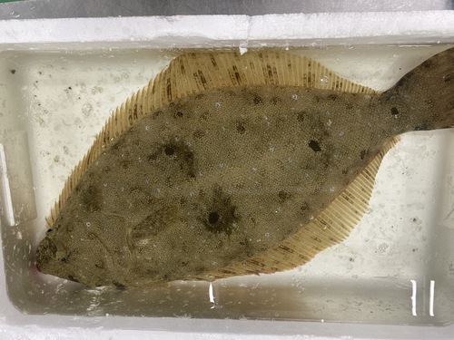 活ヒラメ1入約3kg(定置) | UUUO(ウーオ)