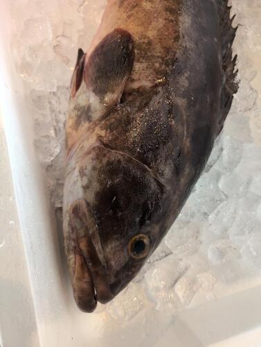 活〆クエ1入約3.3kg(釣) | UUUO(ウーオ)