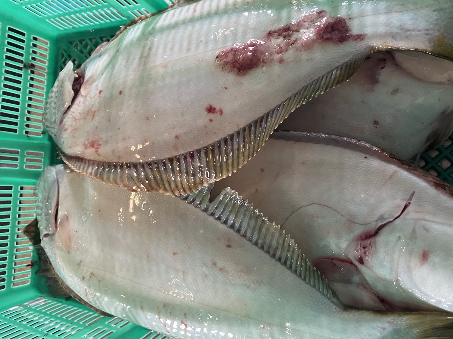 活〆ヒラメ4入約5kg(定置) | UUUO(ウーオ)