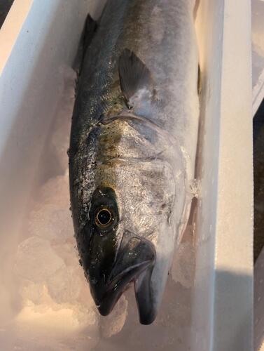 活〆ヒラマサ1入約6.8kg(定置) | UUUO(ウーオ)