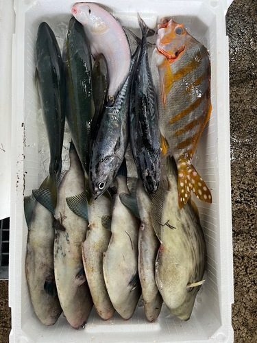 鮮魚BOX約5kg(定置) | UUUO(ウーオ)