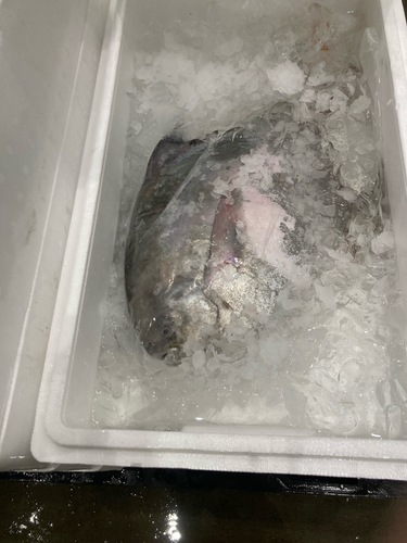 マナカツオ1入約2.3kg | UUUO(ウーオ)