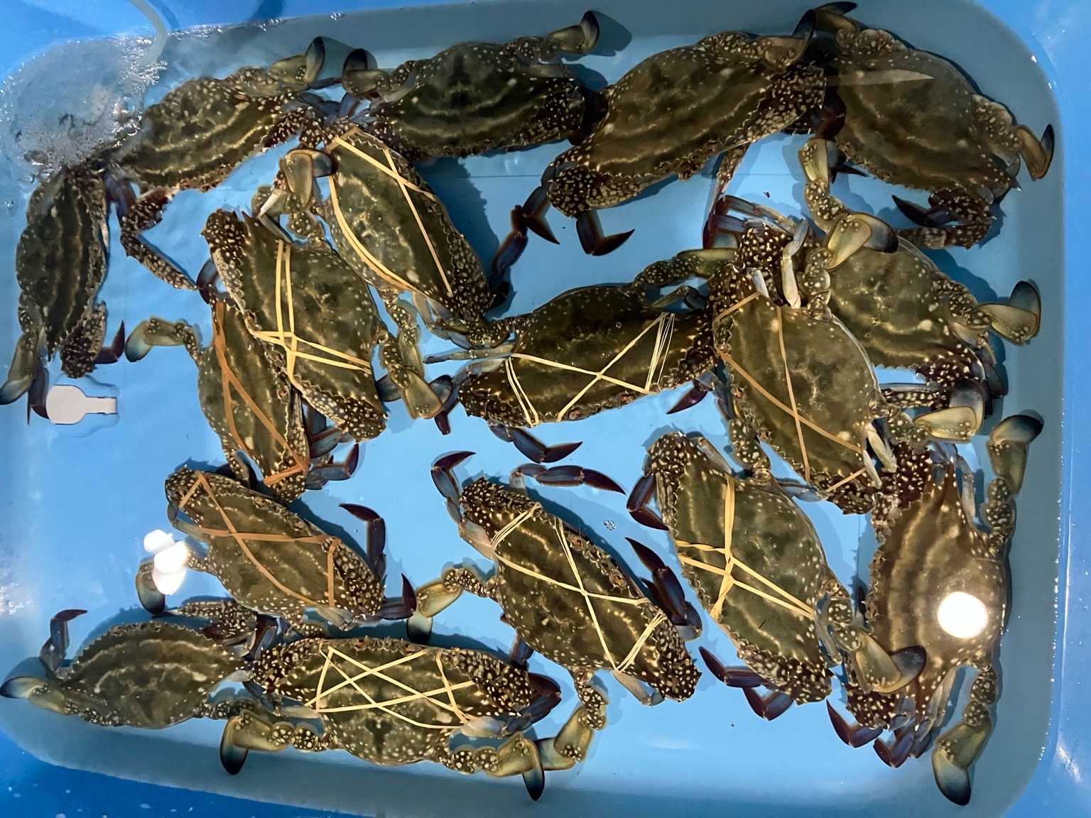 活ワタリガニ約5kg(底曳) | UUUO(ウーオ)