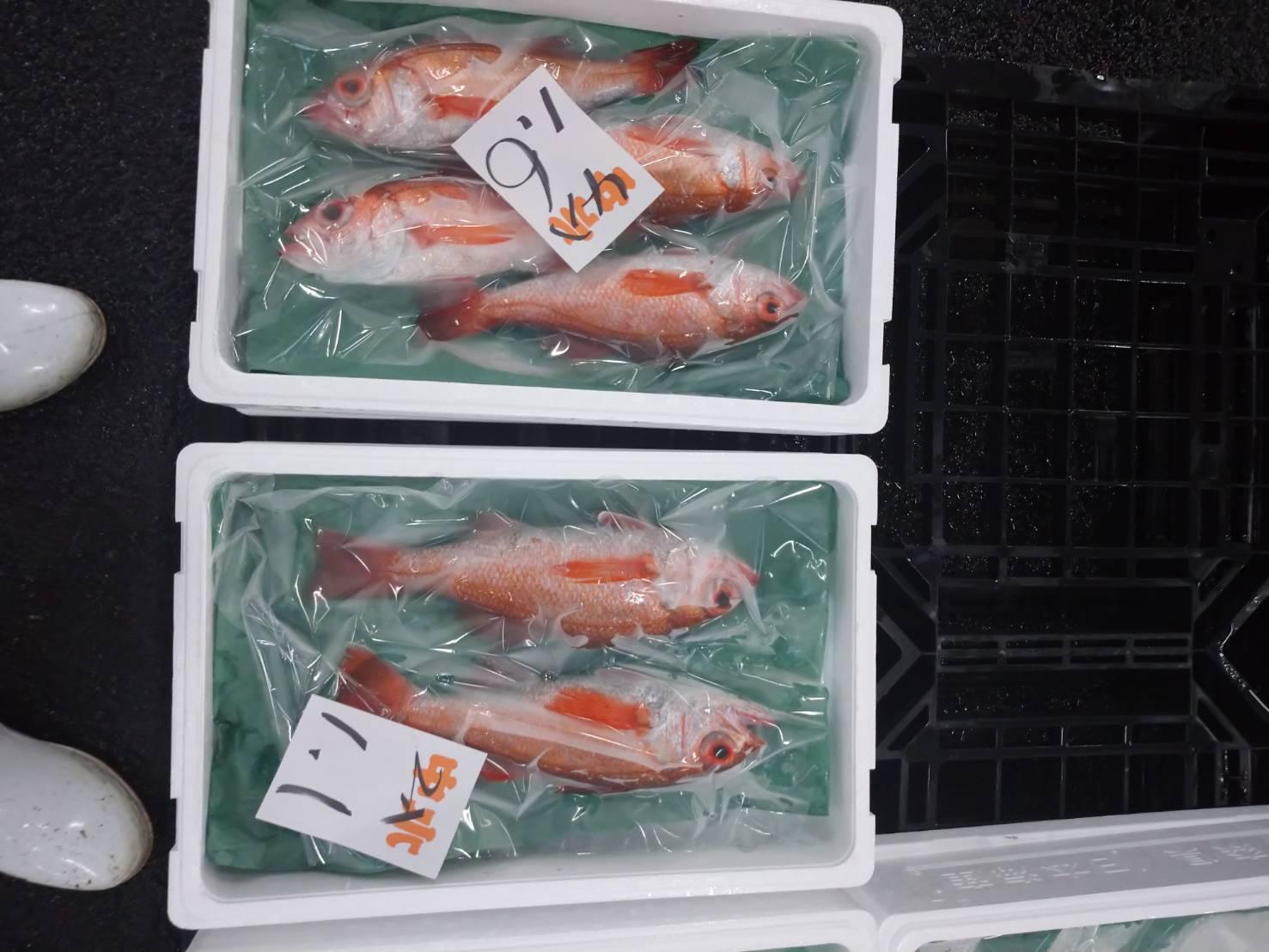 ノドグロ(釣) | UUUO(ウーオ)