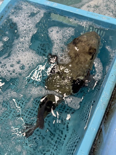 活トラフグ白子1入約2.8kg(定置) | UUUO(ウーオ)