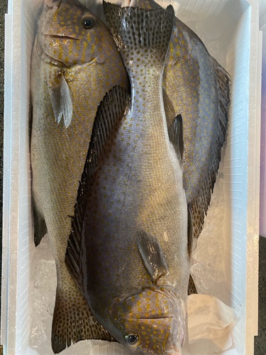 活〆コロダイ3入約5kg(定置) | UUUO(ウーオ)