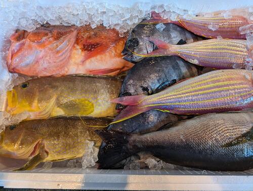 鮮魚BOX | UUUO(ウーオ)