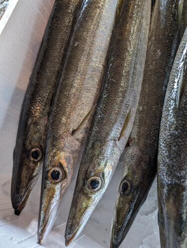 アカカマス18入約4kg(定置) | UUUO(ウーオ)