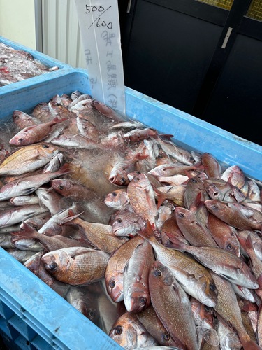 マダイ400/500g 7/8尾入 ×3合24入約11kg(定置) | UUUO(ウーオ)