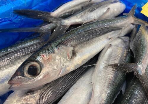 トビウオ2.5k10入約2.5kg(定置) | UUUO(ウーオ)