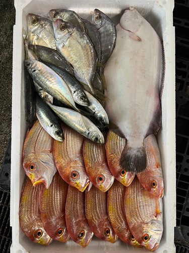 レンコダイ | UUUO(ウーオ)