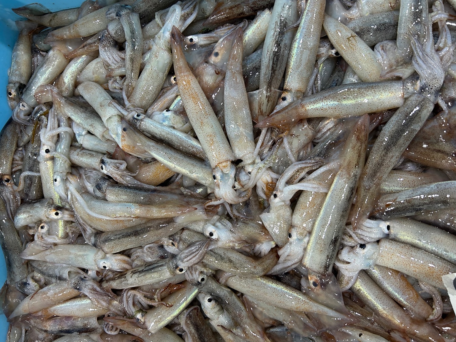 スルメイカバラ約5kg(定置) | UUUO(ウーオ)