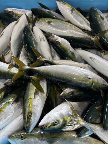 ハマチ4入約10kg(定置) | UUUO(ウーオ)