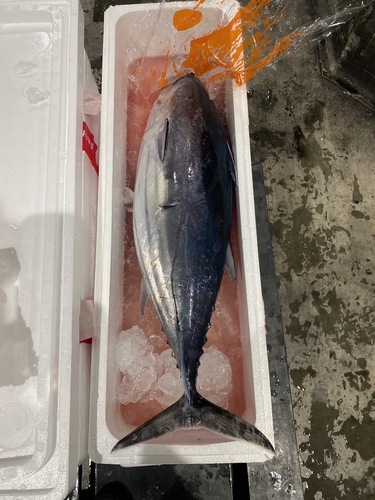 カツオ1入約4kg | UUUO(ウーオ)