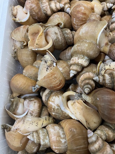 白バイ100g前後約5kg(カゴ) | UUUO(ウーオ)