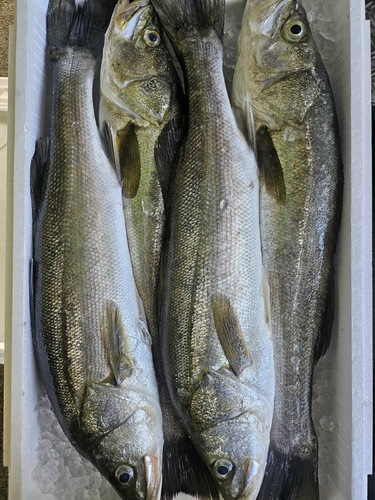 神経〆スズキ4入約5.4kg(釣) | UUUO(ウーオ)