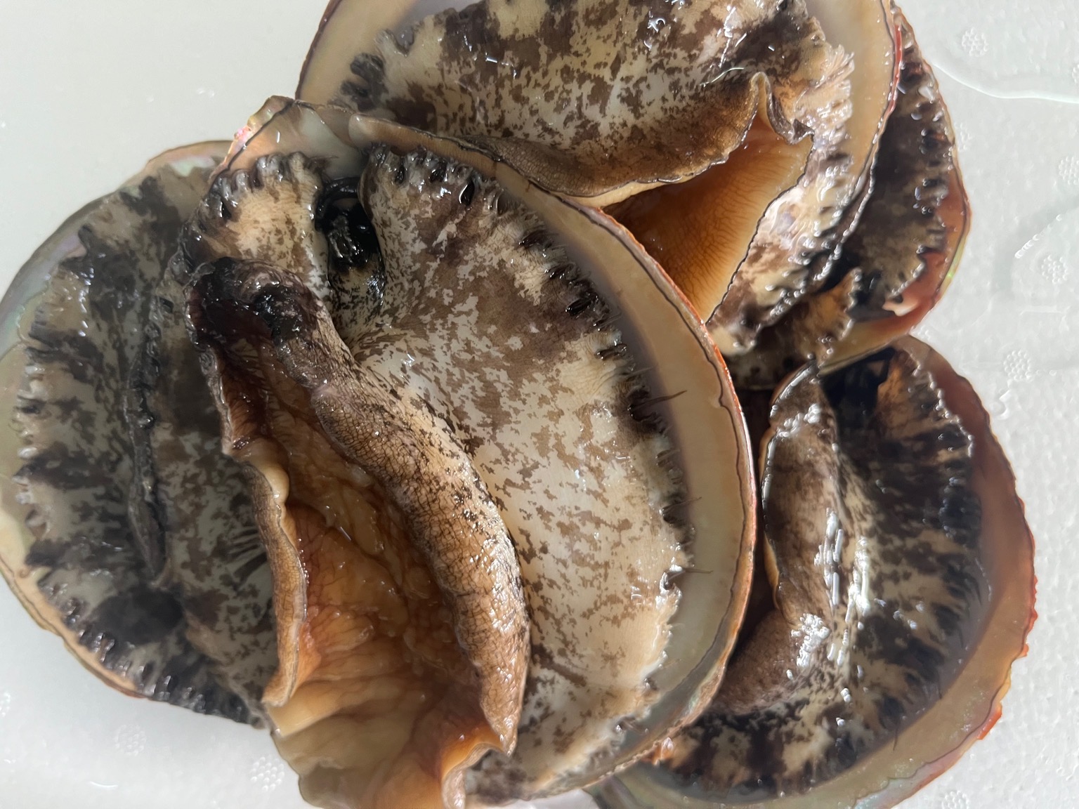 活アカアワビ15入約3kg(沿岸) | UUUO(ウーオ)