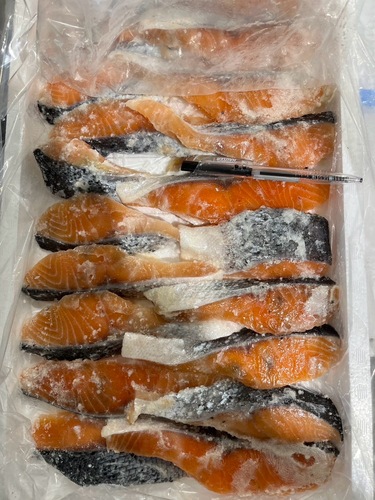 サーモン65g約7.8kg | UUUO(ウーオ)