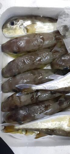 シロサバフグ(底曳) | UUUO(ウーオ)