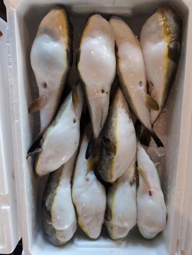 マフグ(底曳) | UUUO(ウーオ)