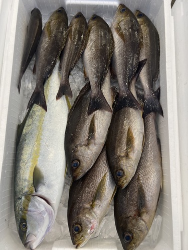 鮮魚BOX | UUUO(ウーオ)