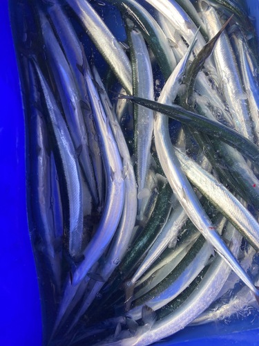 ダツ約8kg(定置) | UUUO(ウーオ)