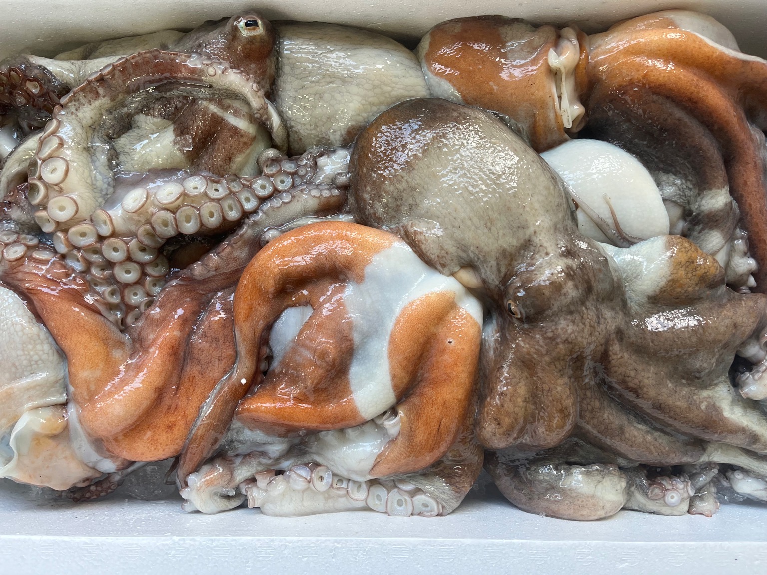 マダコ5入約7.8kg(沿岸) | UUUO(ウーオ)