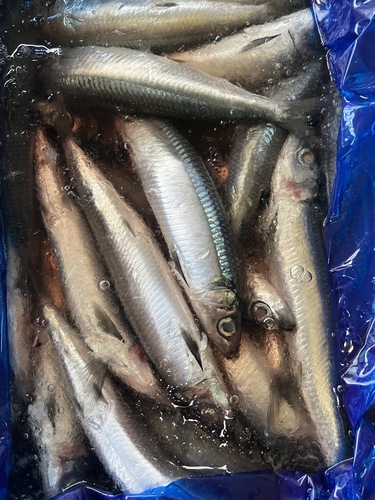 ウルメイワシ約5kg(巻網) | UUUO(ウーオ)