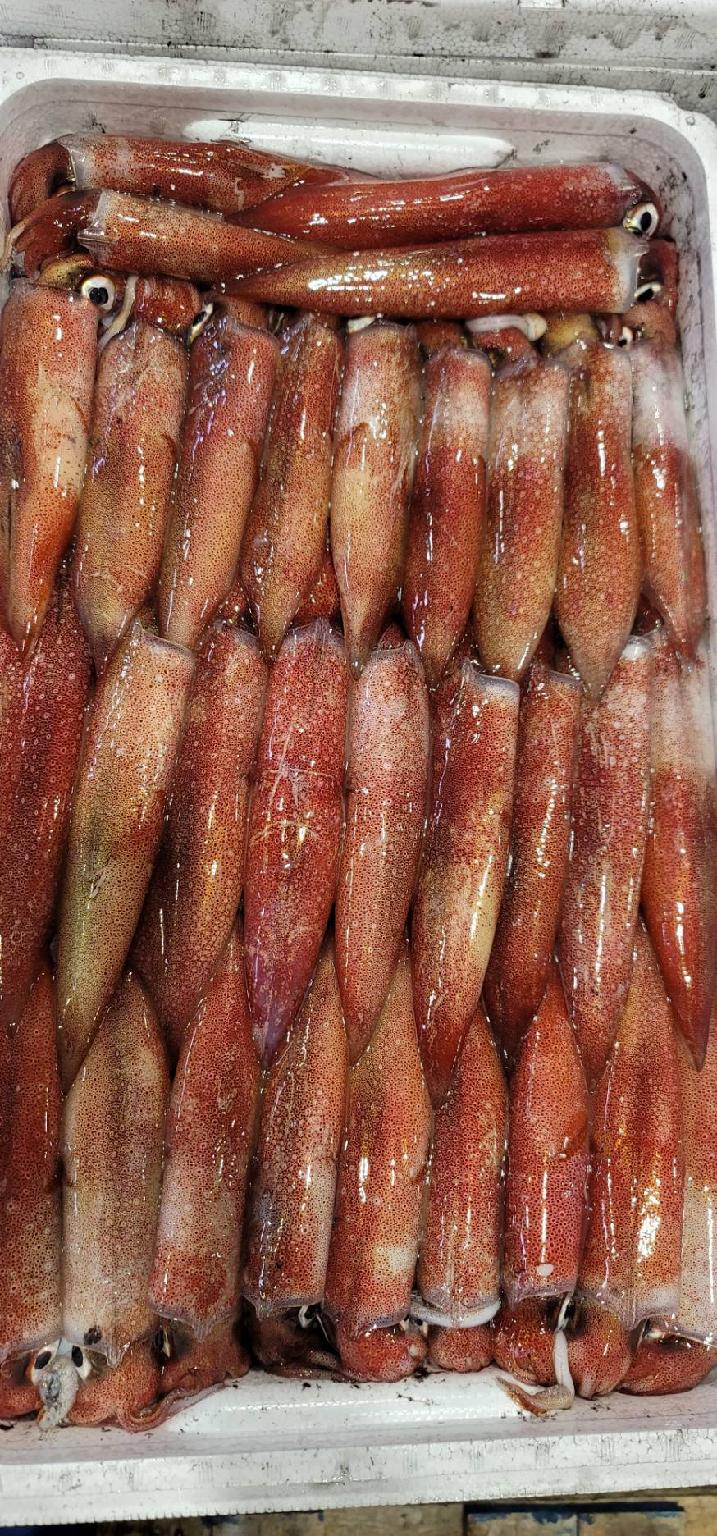 ケンサキイカ3段半約4.5kg(釣) | UUUO(ウーオ)