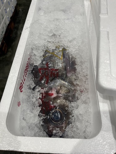 メダイ3/5k1入約3kg(刺網) | UUUO(ウーオ)