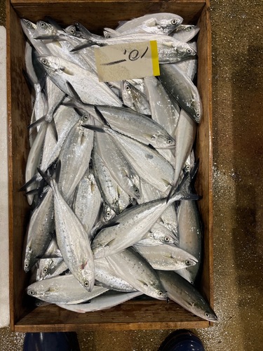 イケカツオ120g〜200g約3.6kg(定置) | UUUO(ウーオ)