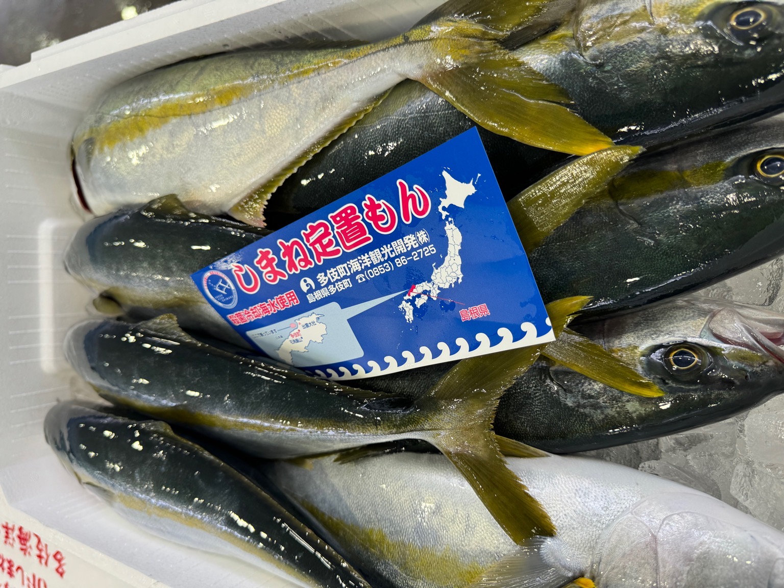 活〆ヒラマサ7㌔前後8入約7kg(定置) | UUUO(ウーオ)