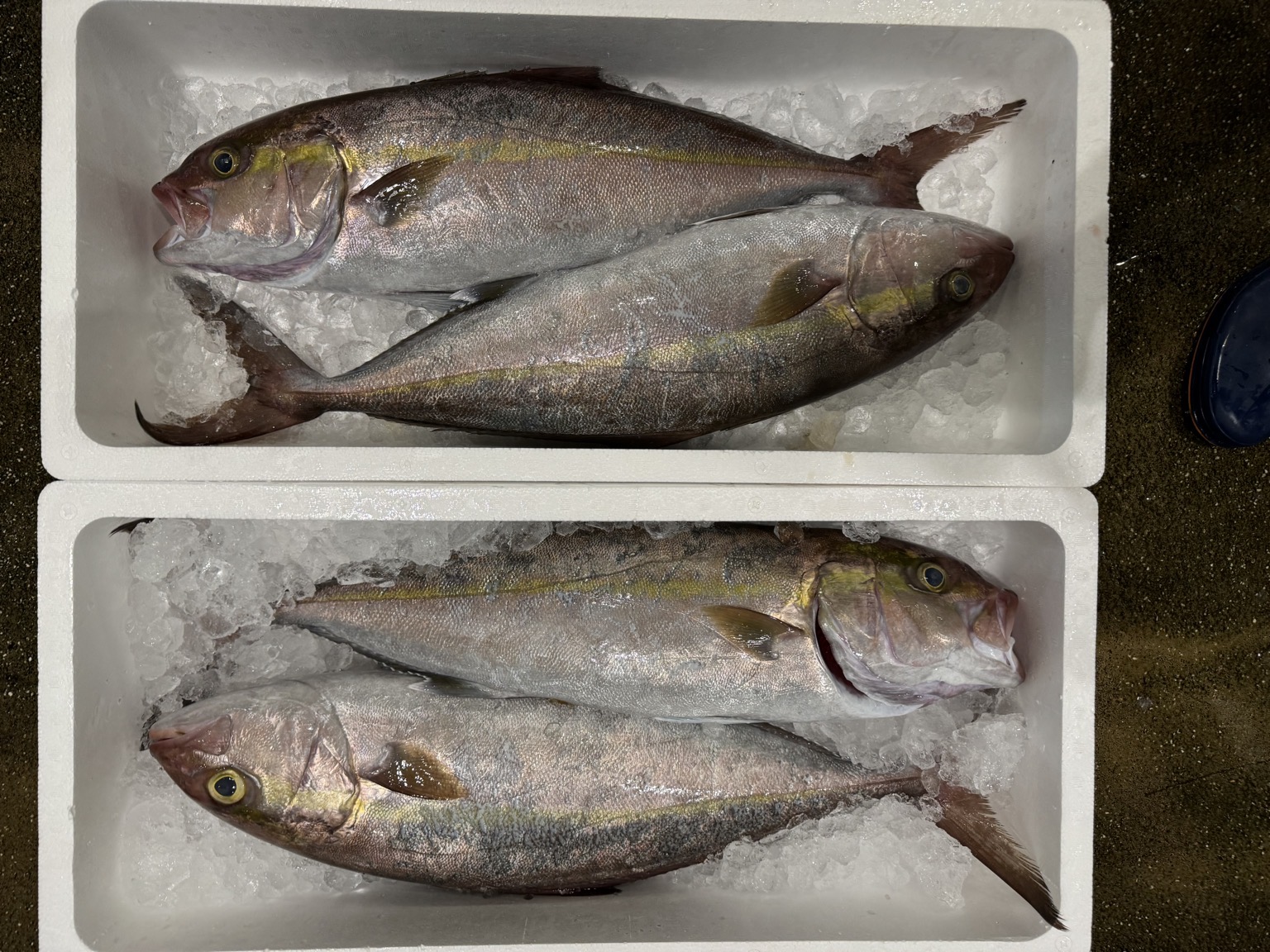 カンパチ7〜8kg仕立て2入約7.8kg(巻網) | UUUO(ウーオ)