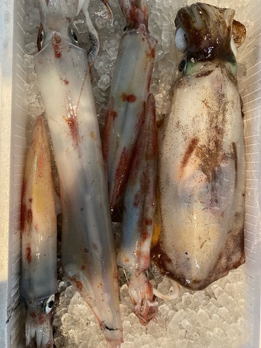 アオリイカ、マイカ入合い5入約3kg(定置) | UUUO(ウーオ)