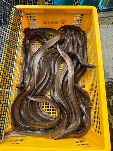 活ハモ12入約5kg(底曳) | UUUO(ウーオ)