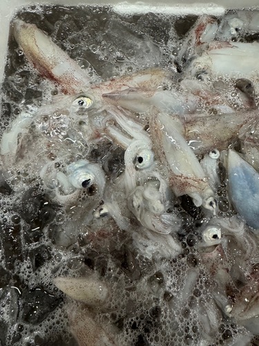 ヒイカ6キロ水氷約6kg(底曳) | UUUO(ウーオ)