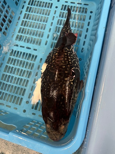 活トラフグ1入約4.2kg(底曳) | UUUO(ウーオ)