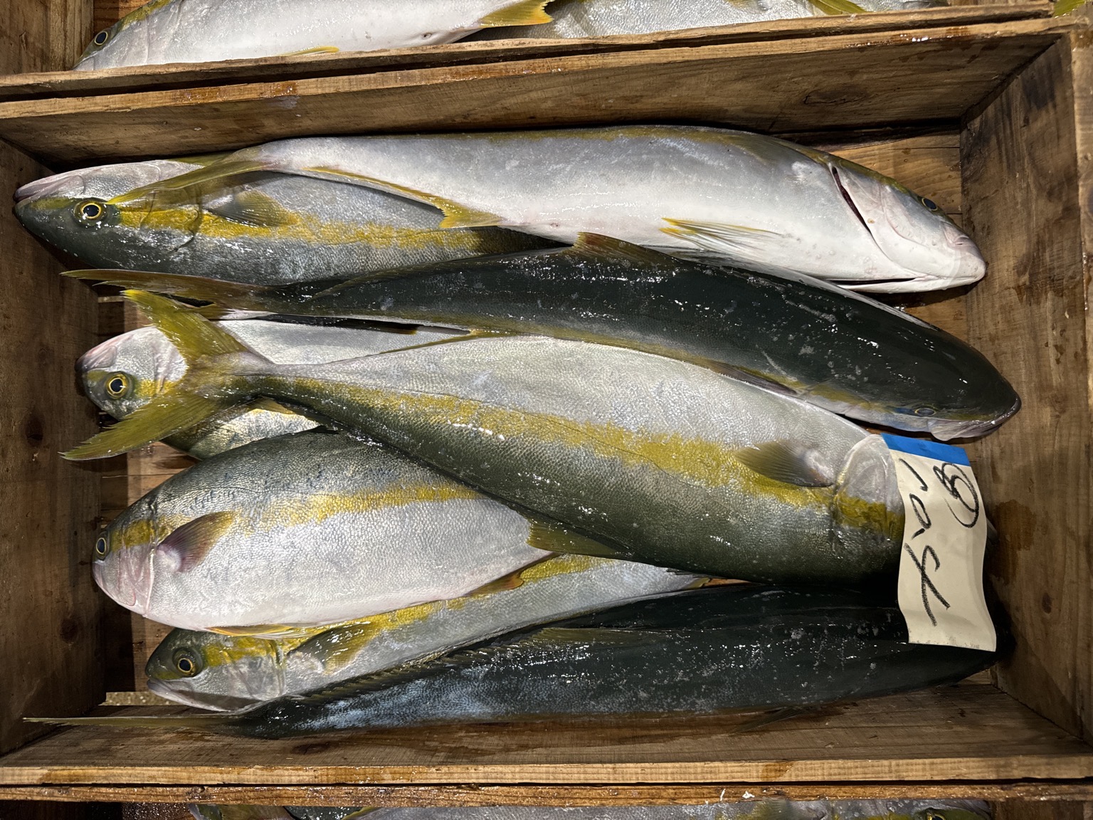 ヒラマサ1kgー1.5kg約10kg(定置) | UUUO(ウーオ)