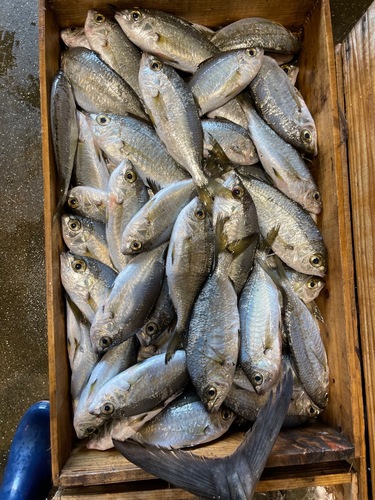 大名さぎ150g前後約10kg(定置) | UUUO(ウーオ)