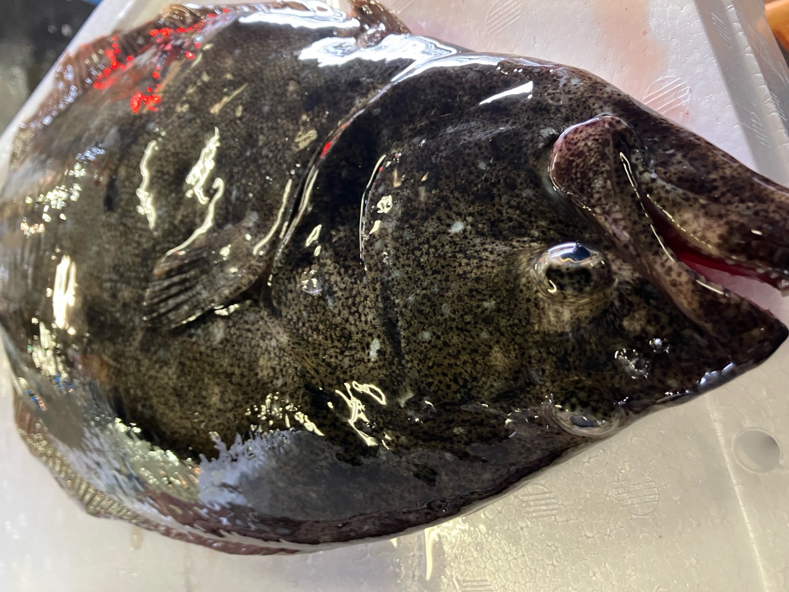 活〆ヒラメ1,5kg up / 3入約5kg(定置) | UUUO(ウーオ)