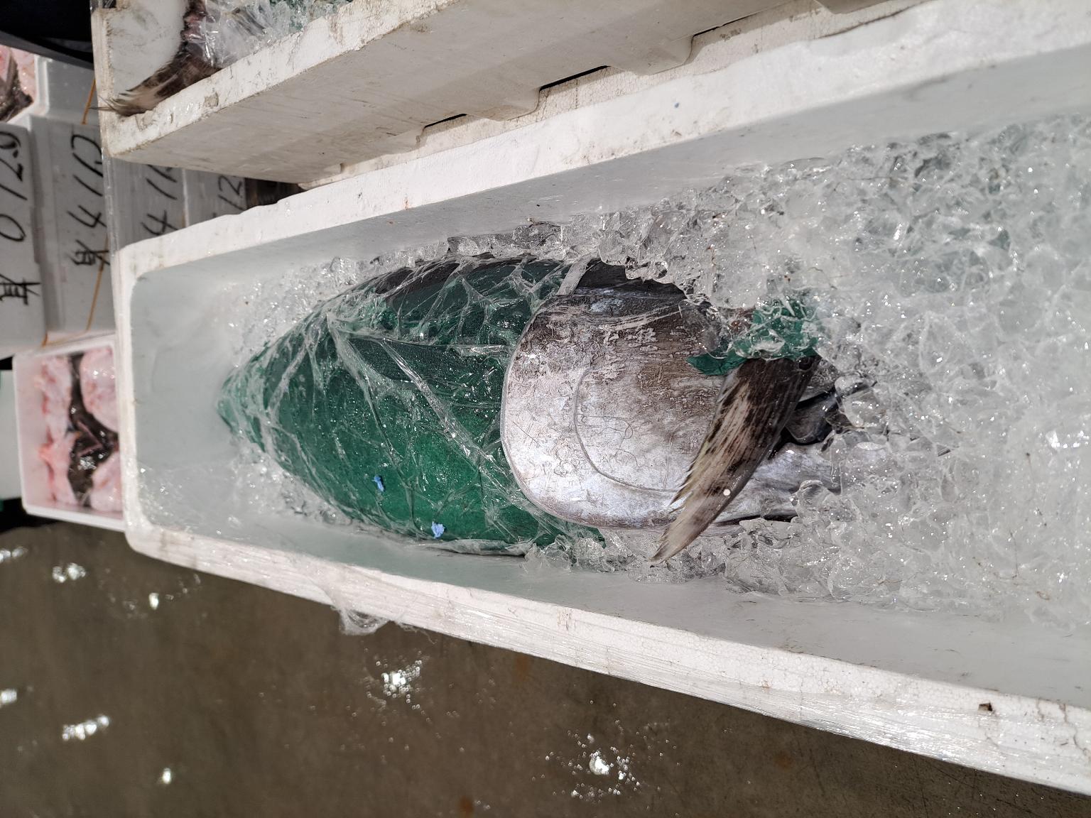 本マグロ1入約20kg(定置) | UUUO(ウーオ)