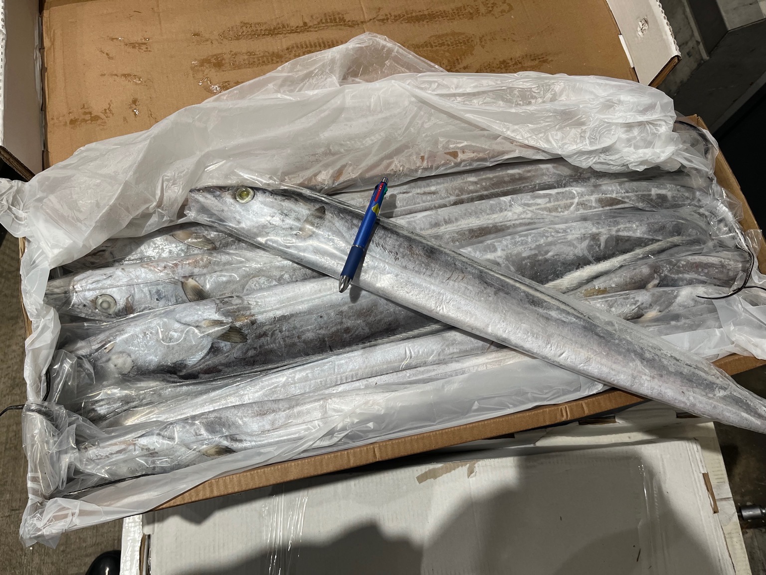 タチウオ約10kg | UUUO(ウーオ)