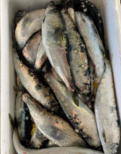 ニシン8/9入約4kg(沿岸) | UUUO(ウーオ)