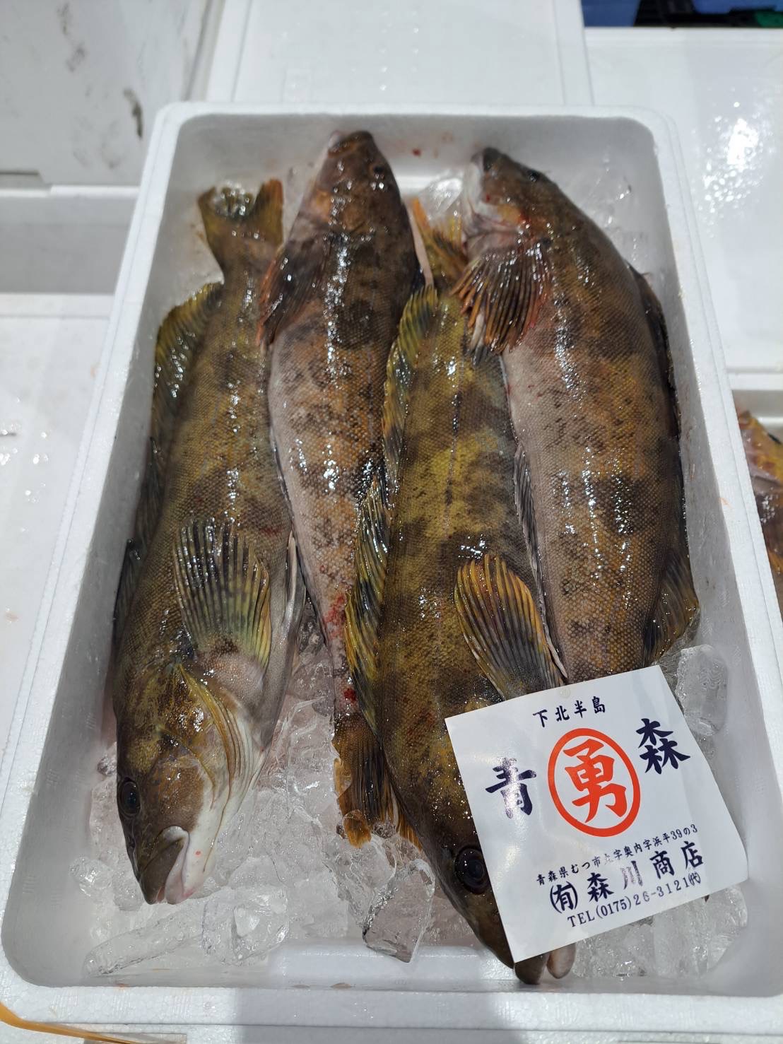 活〆アイナメ3-6入約3kg(釣) | UUUO(ウーオ)