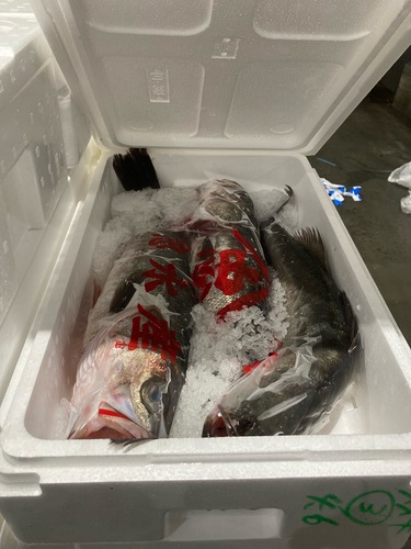 スズキ2入約4kg(定置) | UUUO(ウーオ)