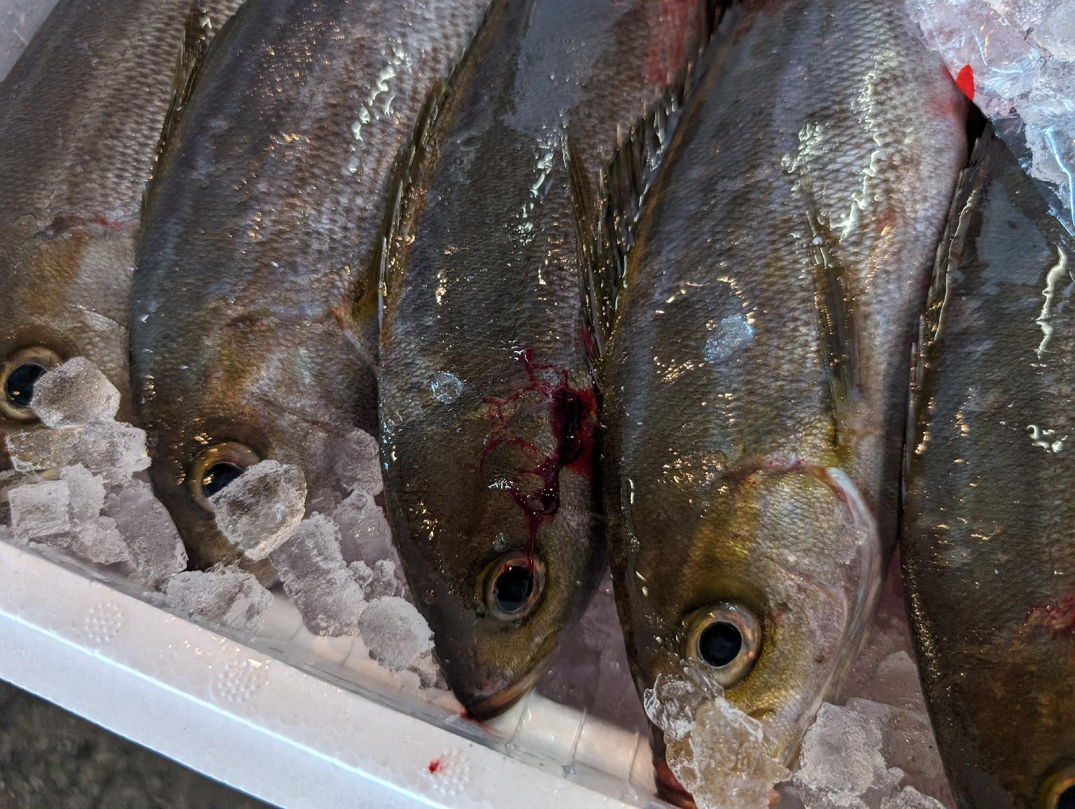 活〆イサキ12入約5.4kg(定置) | UUUO(ウーオ)