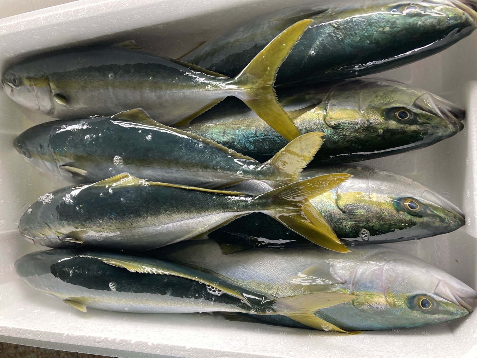 ツバス6.6-7.2k6入約7kg(定置) | UUUO(ウーオ)