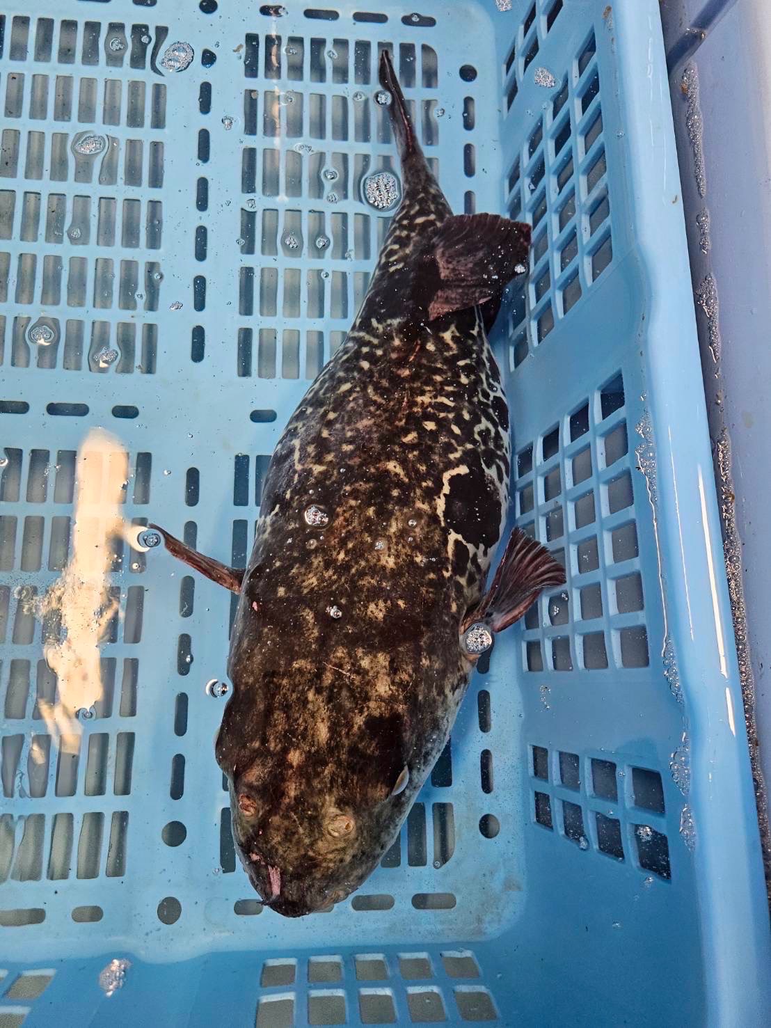 活トラフグ1入約2.8kg(定置) | UUUO(ウーオ)